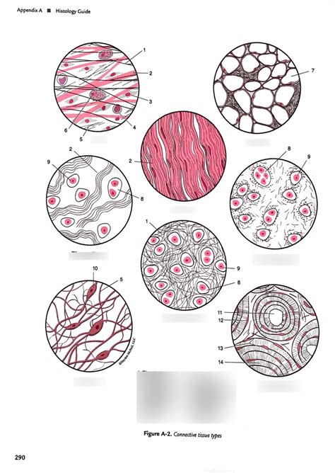Bio Lab Practical Connective Tissue Diagram Quizlet