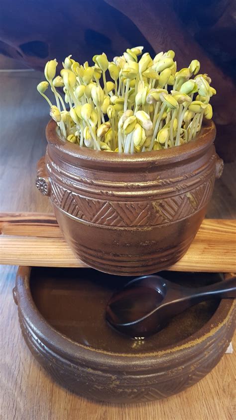 집에서 시루에 콩나물 키우기 제대로 기르는 방법 네이버 블로그