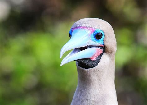 25 Red Footed Booby Facts Color Morphs Tree Clinging Webbed Feet