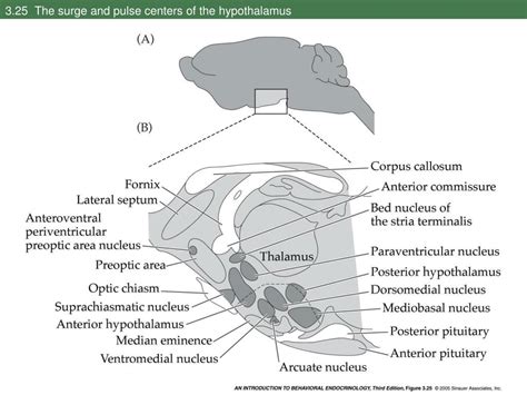 PPT Chapter 3 Sex Differences In Behavior Sex Determination And Differentiation PowerPoint