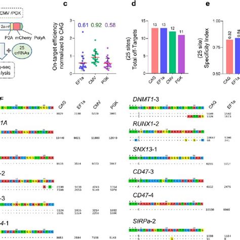 Multiplex Editing Specificity Comparison Of The Crispr Cas12a Systems