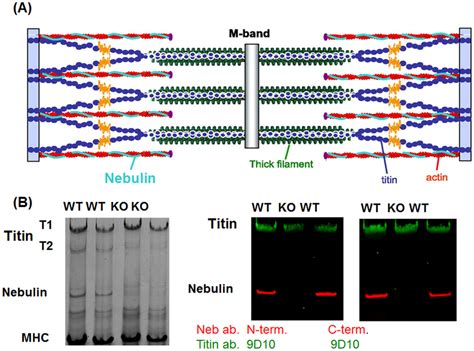 Location Of Nebulin In The Sarcomere And Protein Expression In Wt And