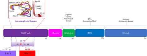 Domain Organization Of The Full Length Fused In Sarcoma Fus Protein