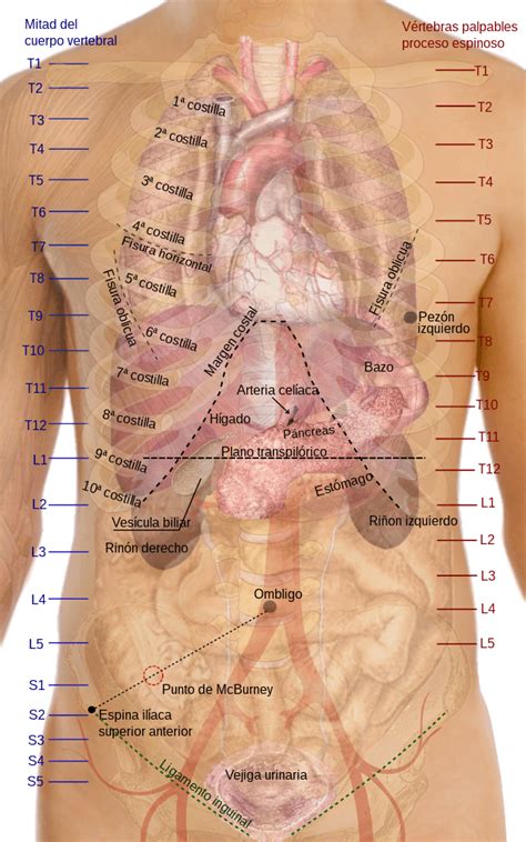 Transpyloric Plane Mnemonic Epomedicine