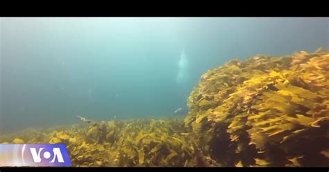 ოკეანეები და გლობალური დათბობა