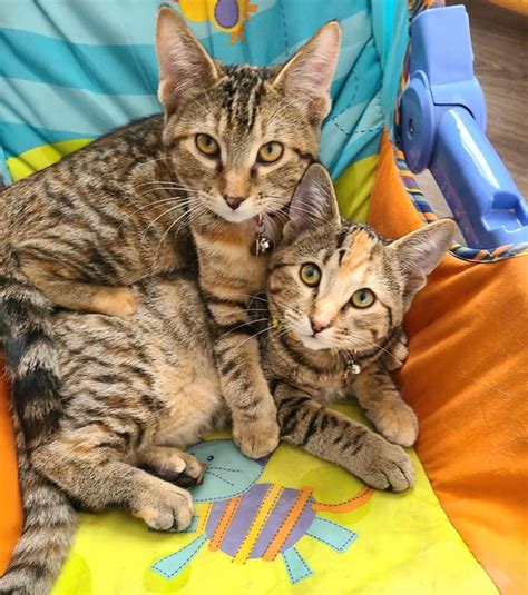 Sex Of Torbies Rtorbie