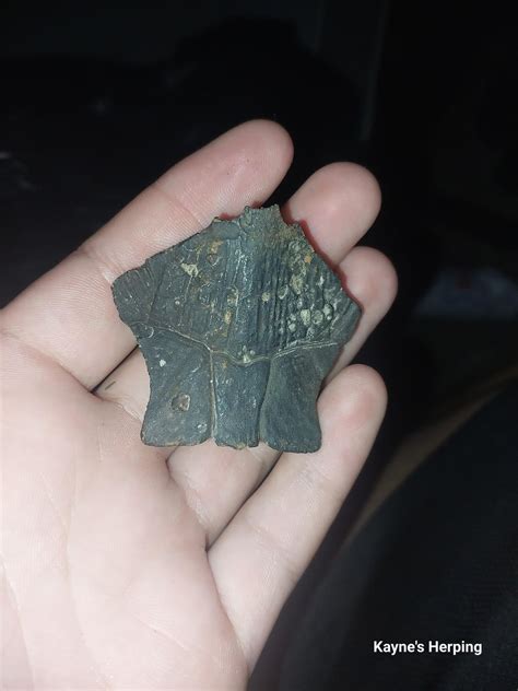 This Looks Like A Peice Of Fossilized Turtle Shell It Feels Like Rock But Is It Possibly Just A