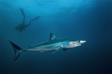 The 16 Most Common Sharks In The Mediterranean