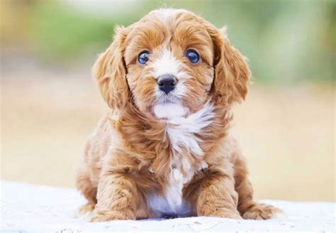 What Is A Toy Cavapoo