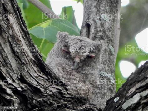 활기찬 녹색과 질감의 나무의 배경과 동부 스크리 흐 올빼미와 Owlets 0명에 대한 스톡 사진 및 기타 이미지 0명 고리