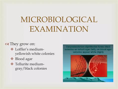 Corynebacterium Diphtheriae Ppt