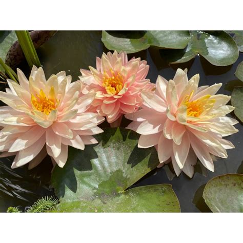 Nymphaea Awesome Німфея Авесом Nymphaea Awesome Німфея Авесом