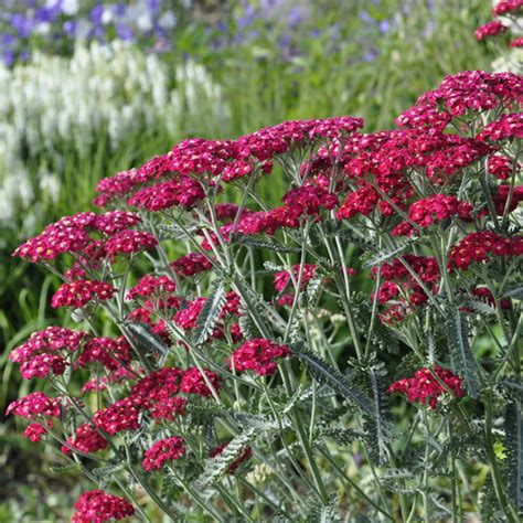 The Complete Guide To Achillea Yarrow Plant Claire Austin