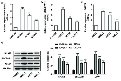 The Expression Level Of Snai2 Scl7a11 And Gpx4 In Ovarian Cancer The