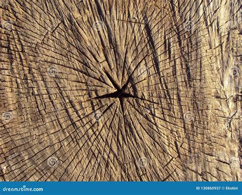 Cross Section Of A Tree Stock Image Image Of Cutting 130860937