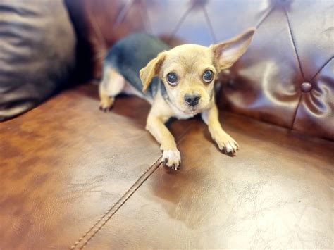 요크셔테리어 믹스 가을이 대형견임시보호 소형견임시보호 고양이임시보호 유기견특징 유기묘특징 강아지특징 소형견특징 중형견특징 대형견특징 말티즈특징 말티푸특징 비숑프리제특징 미니