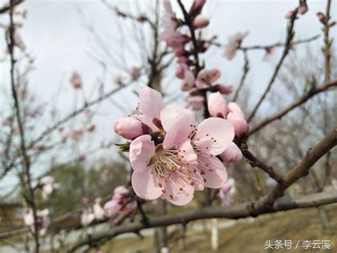 江城梅花引半樹桃紅 每日頭條