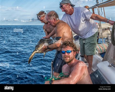 A Loggerhead Turtle Trapped In A Plastic Fishing Net In The Atlantic Ocean Is Rescued And Set