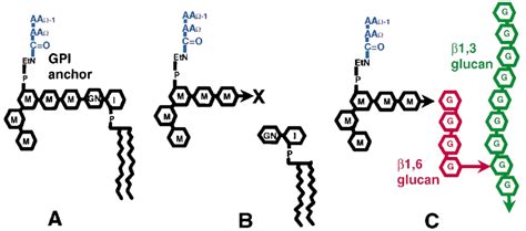Structure Of A Yeast Gpi Anchor And Model For Assembly Of A Download Scientific Diagram