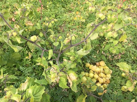 Модны үр Тарьц Суулгац Хүнсний ногооны үр хүнсний ногооны үрсэлгээ Home Facebook