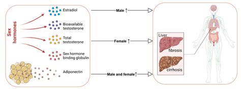Investigating The Potential Impact Of Sex Hormones And Adiponectin On The Risk Of Liver Fibrosis