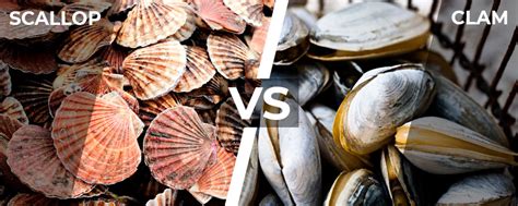 Scallop Vs Clam Everything You Need To Know 🦪