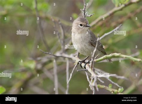 Gray Warbler Finch Certhidea Fusca Cinerascens Foraging On Espanola