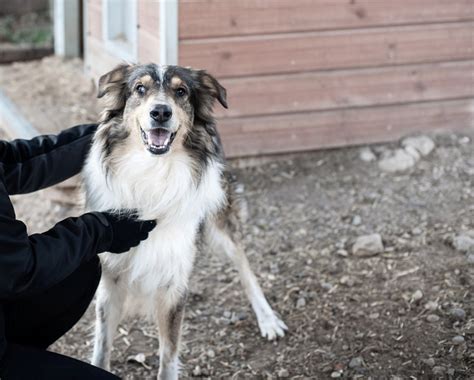 Musta Kassi Kuu Lõppes Edukalt Algab Seeniorkoerte Kuu Lõunaeestlane