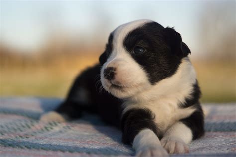 Miniature Australian Shepherd Puppies Black And White