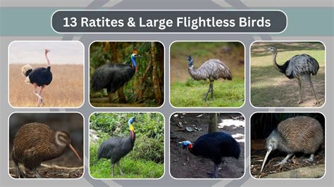 13 Ratites And Large Flightless Birds Id With Pictures