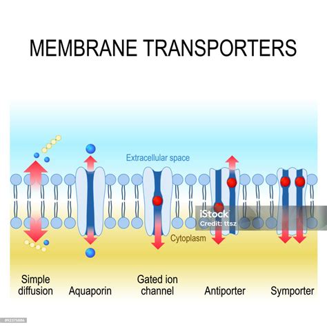 Membrane Transporters Stock Illustration Download Image Now