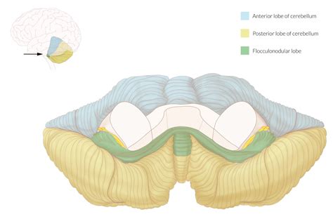 Cerebellum An Overview Sciencedirect Topics 50 Off