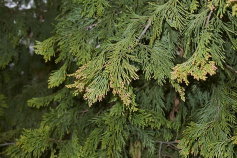 Where Can I See The California Incense Cedar In The Wild