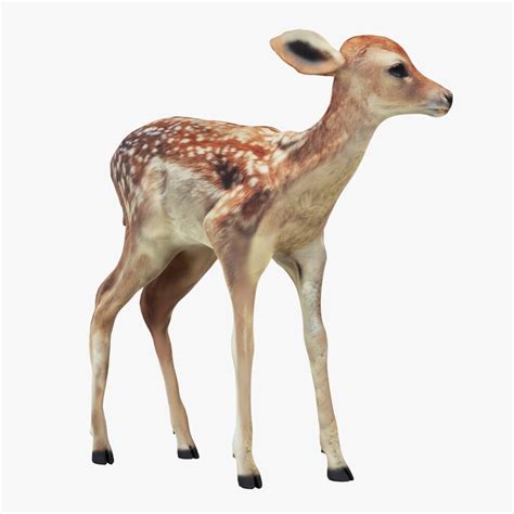 Fawn 3d Model Download Mammals On