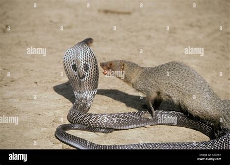 Mongoose Fighting King Cobra