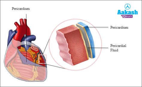 Human Heart In Biology Definition Types And Importance Aesl