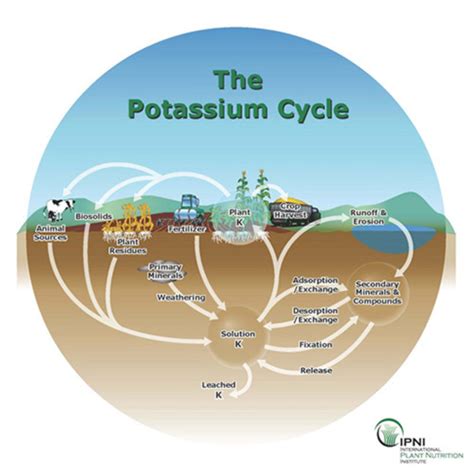 Potassium For Crop Production Umn Extension