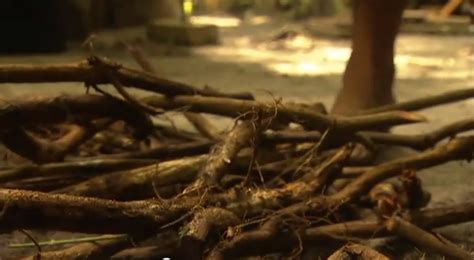 Ayahuasca Origins Ayahuasca Recipe