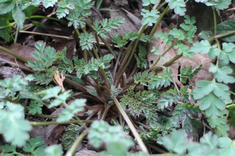 Corydalis Pallida Thunb Pers