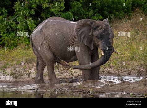 African Bush Elephant Squirting Dirt Over Flank Stock Photo Alamy