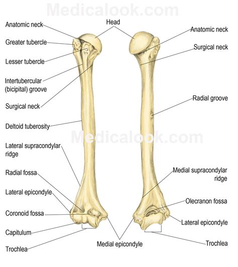 Image Humerus Large  Ranzcrpart1 Wiki Fandom Powered By Wikia