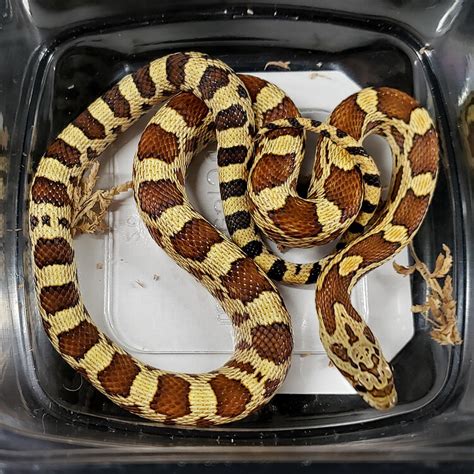 Sonoran Gopher Snake X Corn Snake Hybrids Corn Snakes Morphmarket