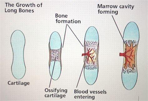 Endochondral Ossification Model Anatomy Organs Human