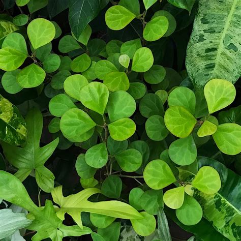 Plant Faqs Ficus Deltoidea