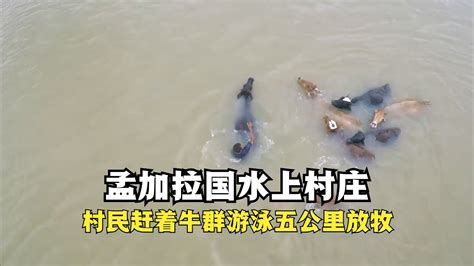 孟加拉国水上村庄，村民赶着牛群游泳五公里放牧，一天收入40块 Youtube