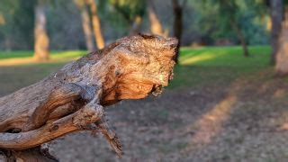 Google Pixel Review Redefining Phone Photo Perfection TechRadar