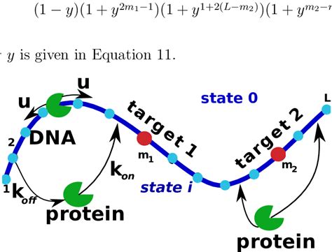 A Schematic View Of The Discrete State Stochastic Model Of The Protein