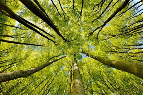 Das Ökosystem Wald Zukunftsbaum Bayern
