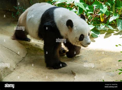 Xing Xing The Male Giant Panda Walking Around His Enclosure At Zoo