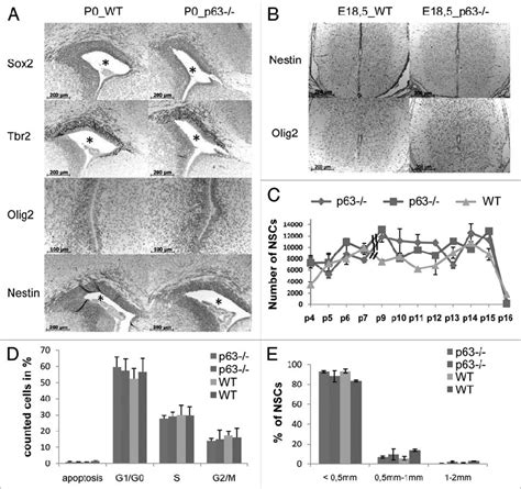 Normal Development Of Neural And Glial Progenitors In P63 Brain And
